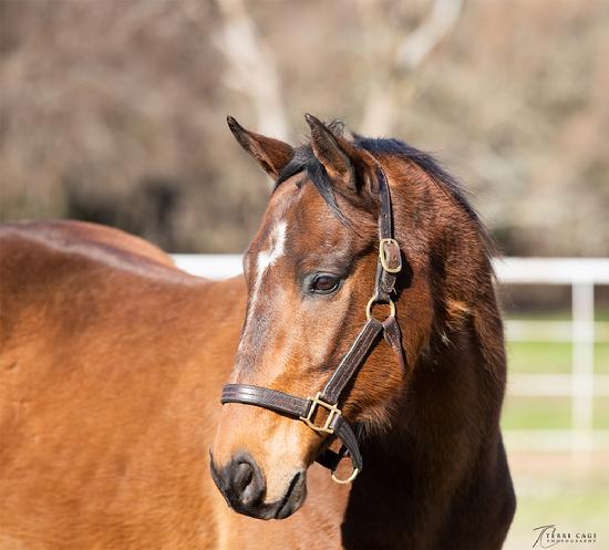 Adoptable Horses – Remember Me